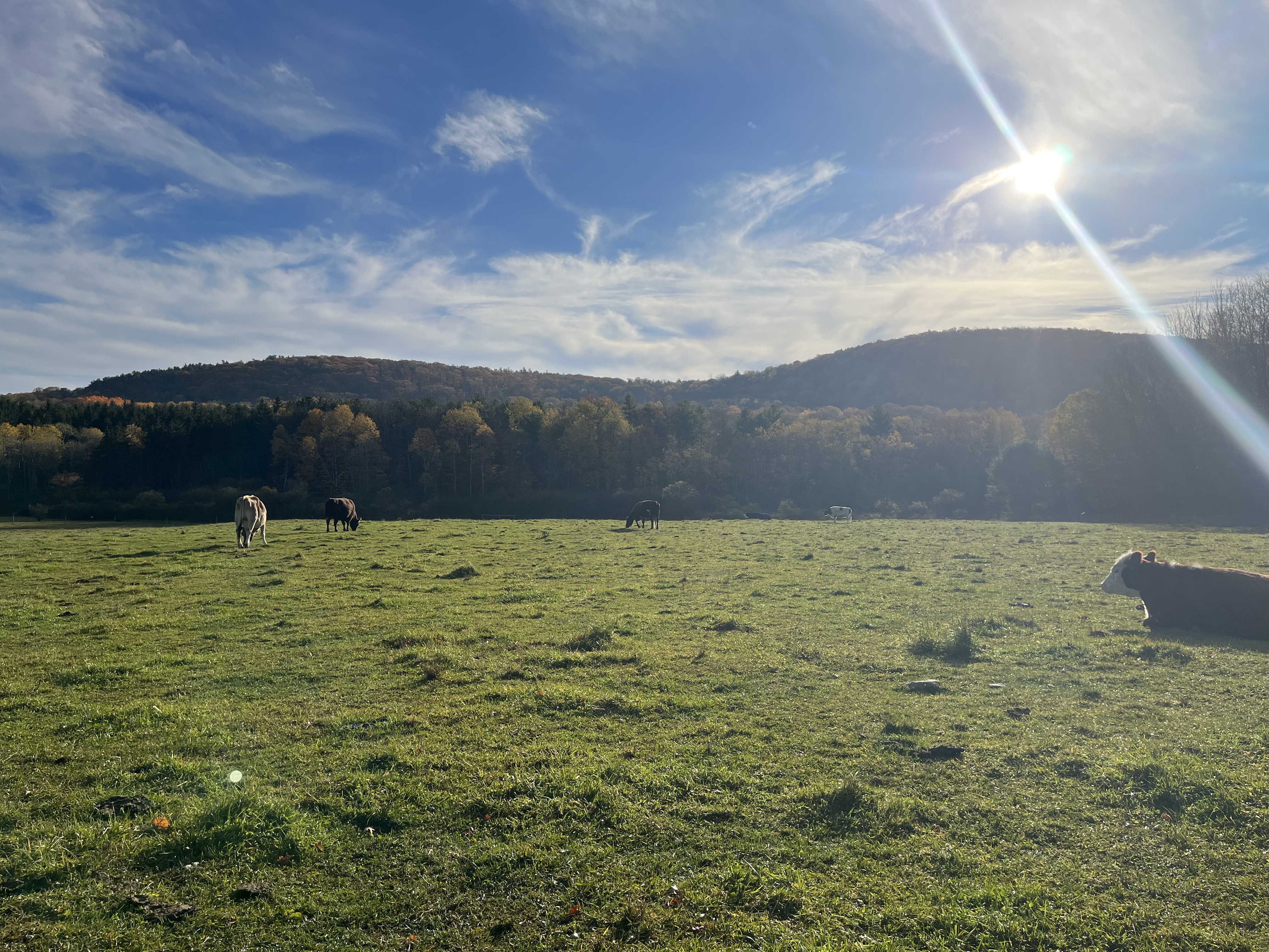 Tranquility: A Visit to Farm Sanctuary – West to East Global ...